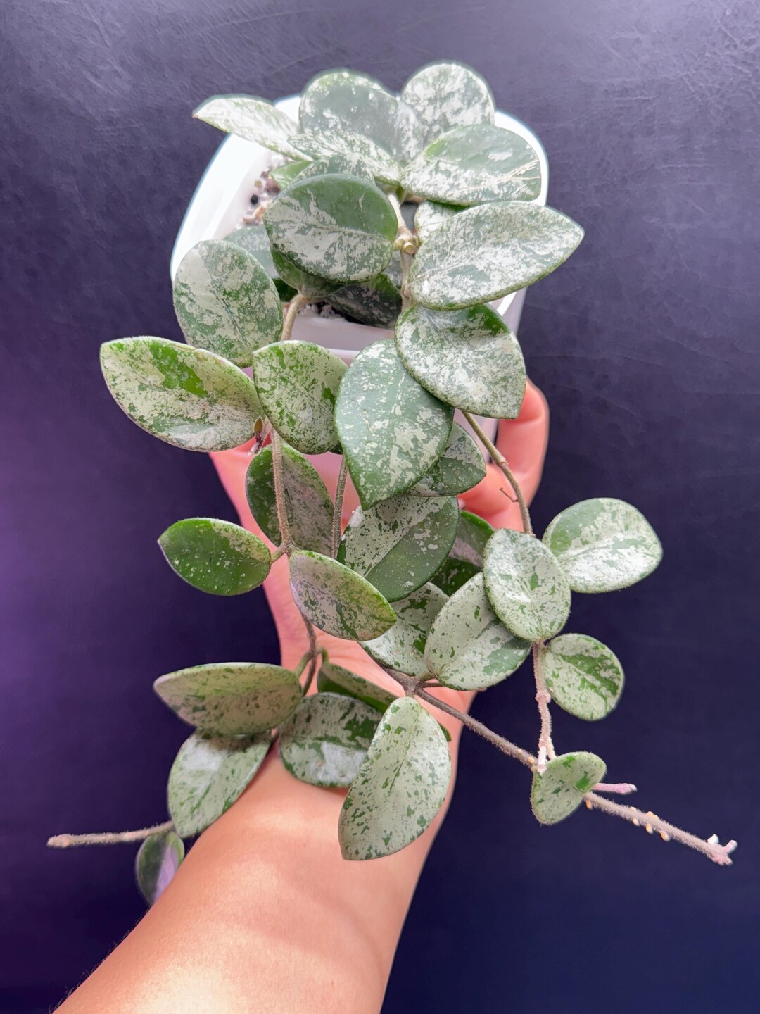 Hoya Mathilde Super Splash/mutiple Plant in Pot Exact Plant - Etsy