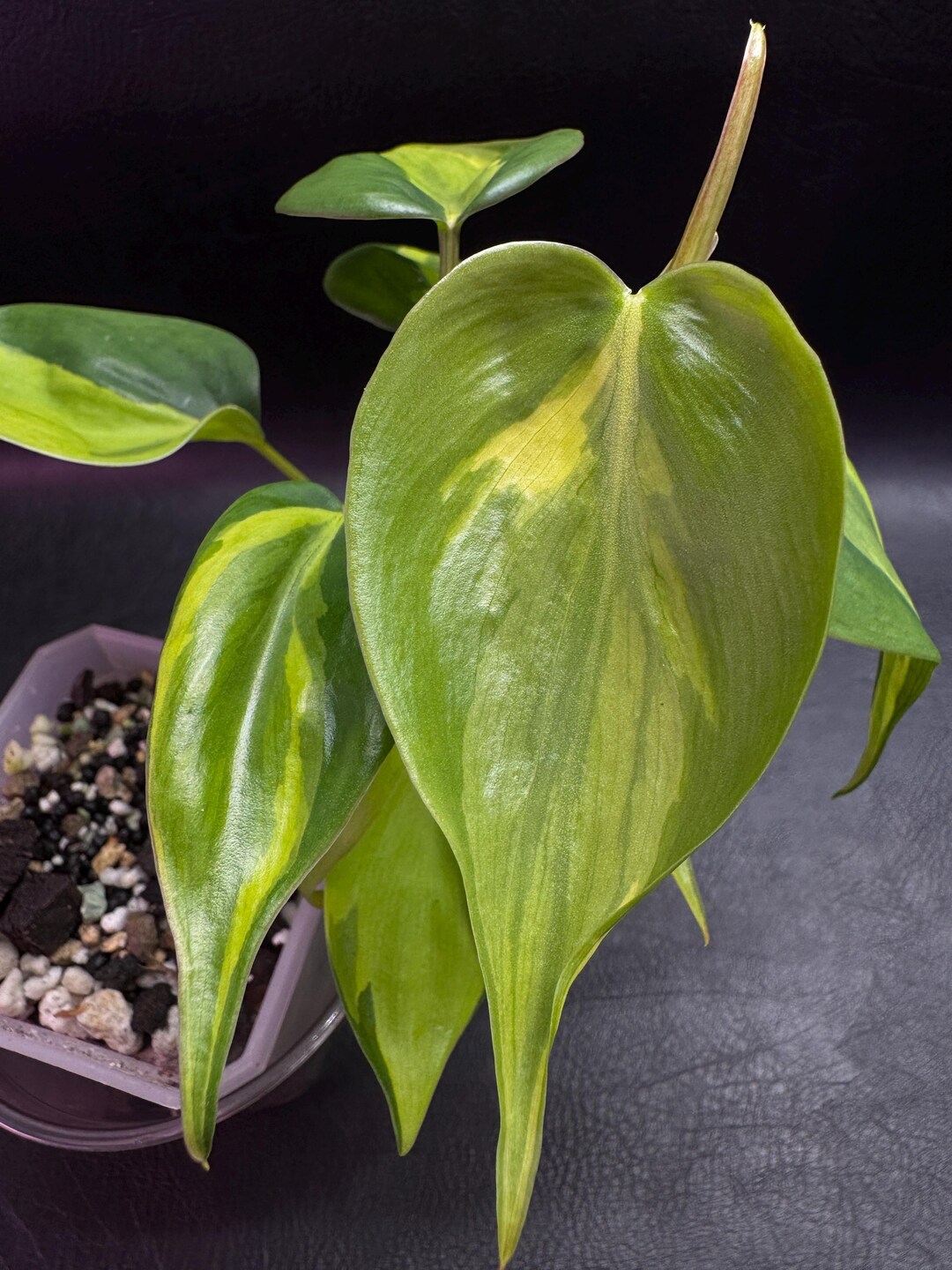 Rare Philodendron Carnival Brasil / Brazil Sport Rare Variegated With ...