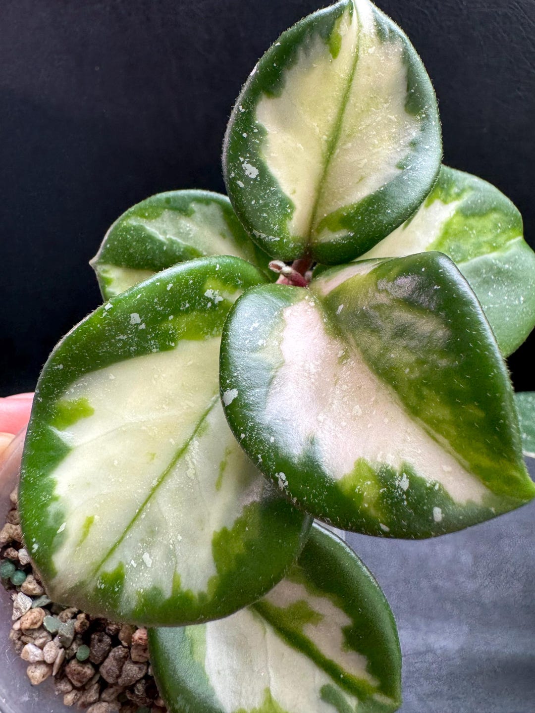 Super Rare-hoya Carnosa Medio-picta splash/ Silver Splash - Etsy