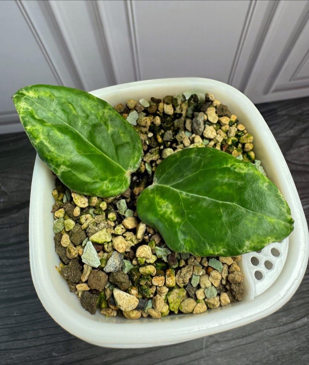 Super Rare-“hoya Candy“ Rooted Cutting - Etsy