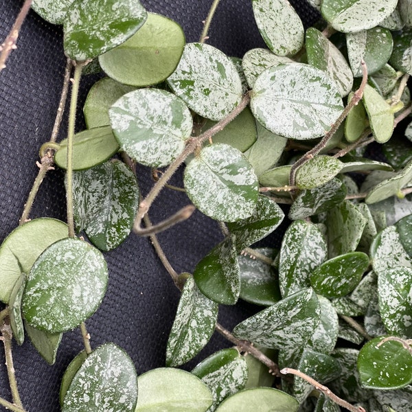 Hoya Mathilde - Etsy