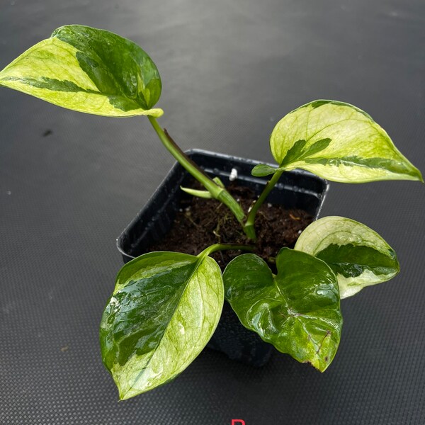 Queen Lizard Pothos - Etsy