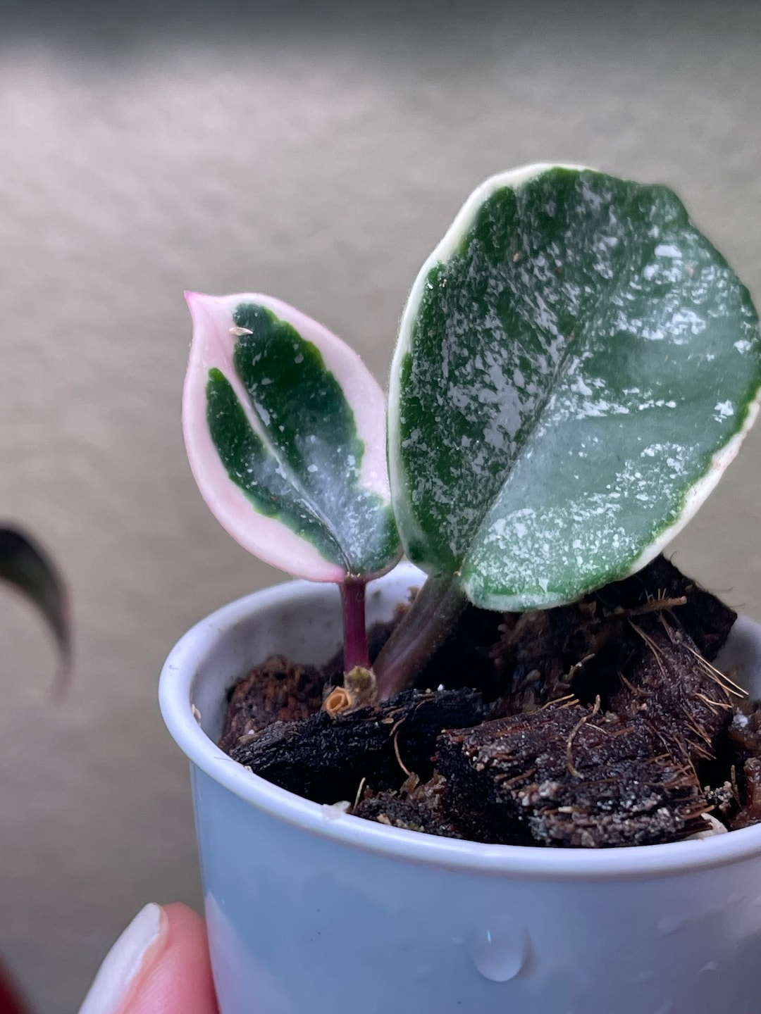 Super Rare Hoya Krimson Queen Silver/ Splash /splashy Hoya - Etsy