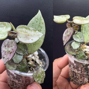 Hoya Krohniana 'super Black Silver'| Small Leaf | Exact Plant | Lightly ...