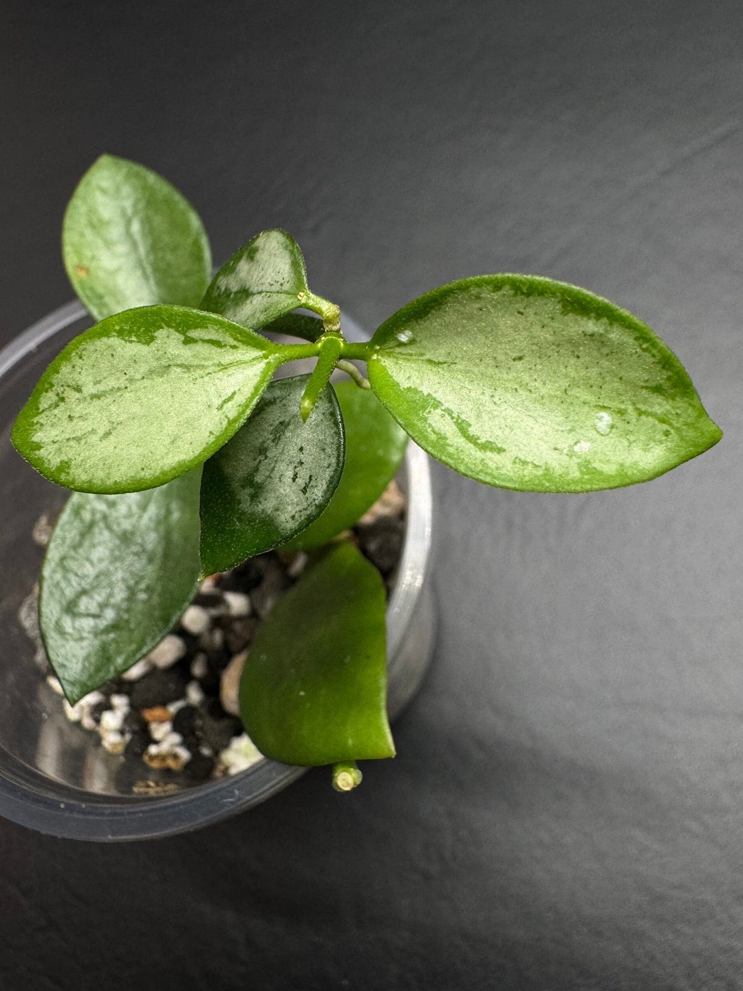 Hoya Biakensis Splash Newly Rooted in 3 Oz Cup - Etsy