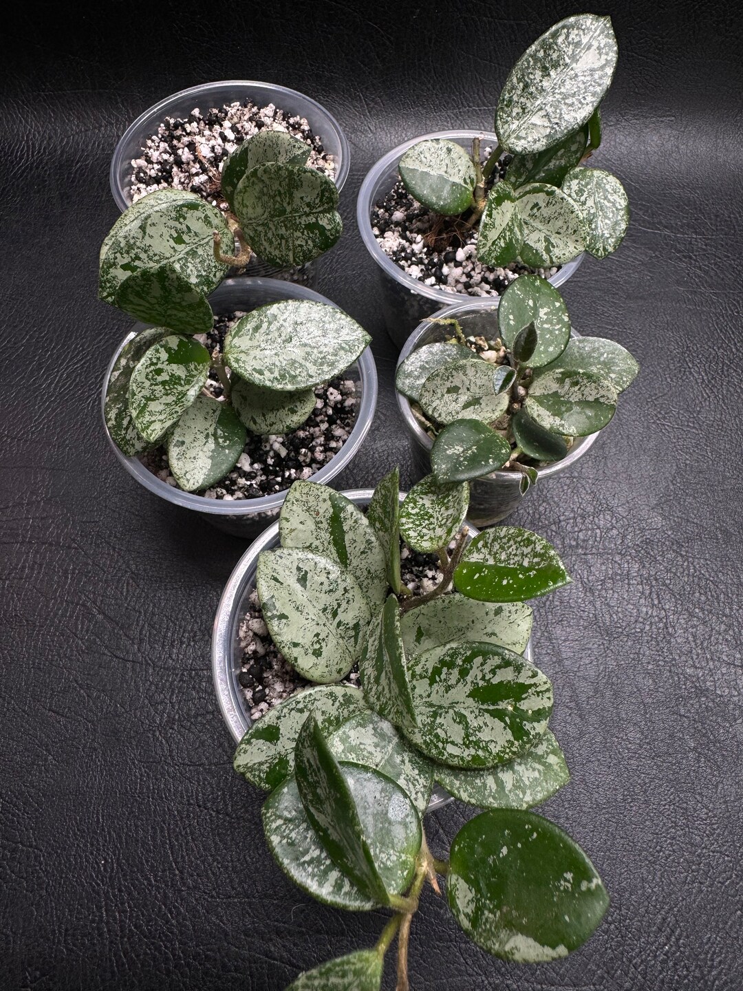 Hoya Mathilde Silver Splash - Etsy