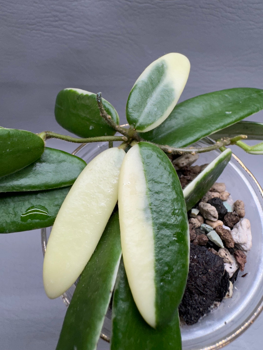 Hoya Lyi Prism Pink Flower Node Cutting - Etsy