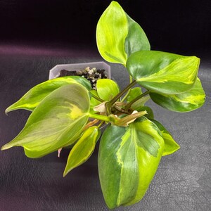 Rare Philodendron Carnival Brasil / Brazil Sport Rare Variegated With ...