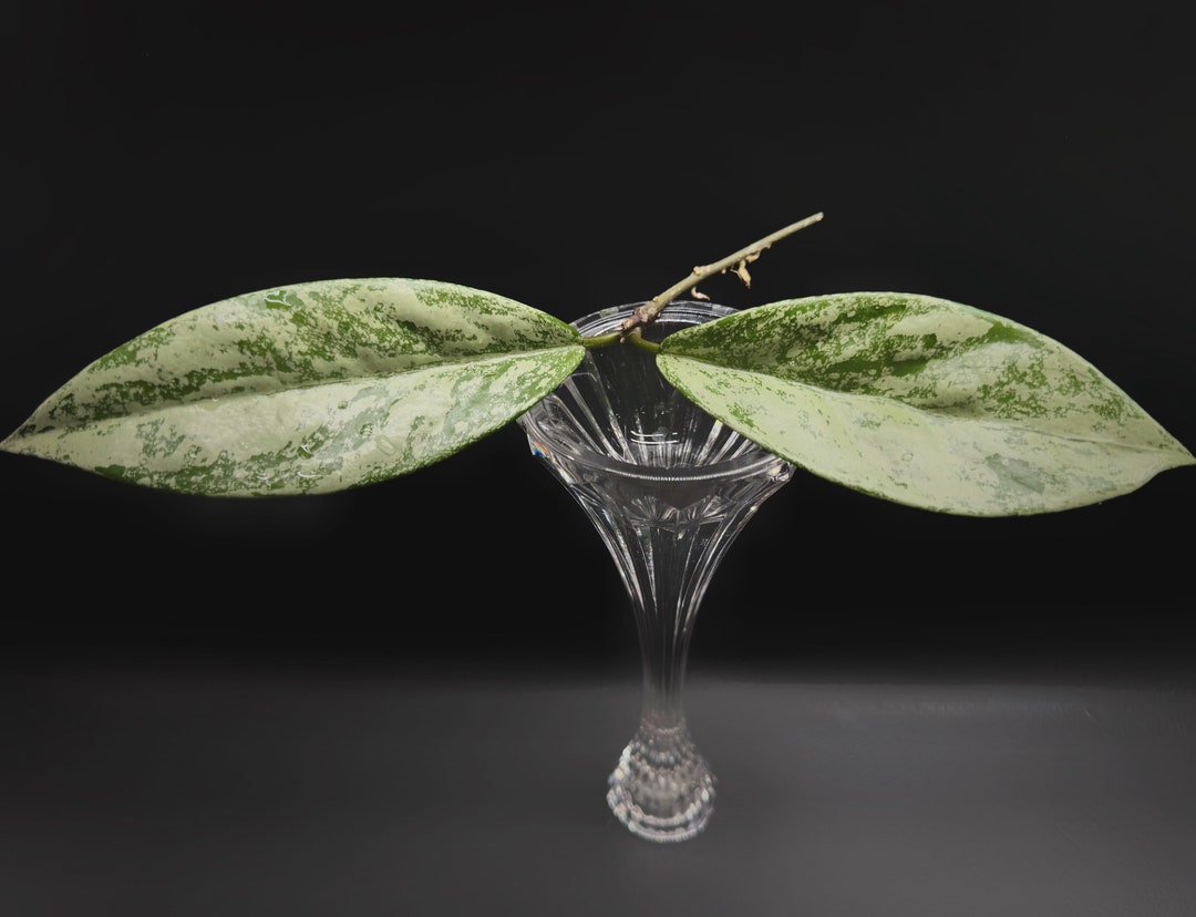 Hoya Pubicalyx Pink Silver Ghost Top Cutting With Aerial Roots /exact Cutting rooting in Water ...