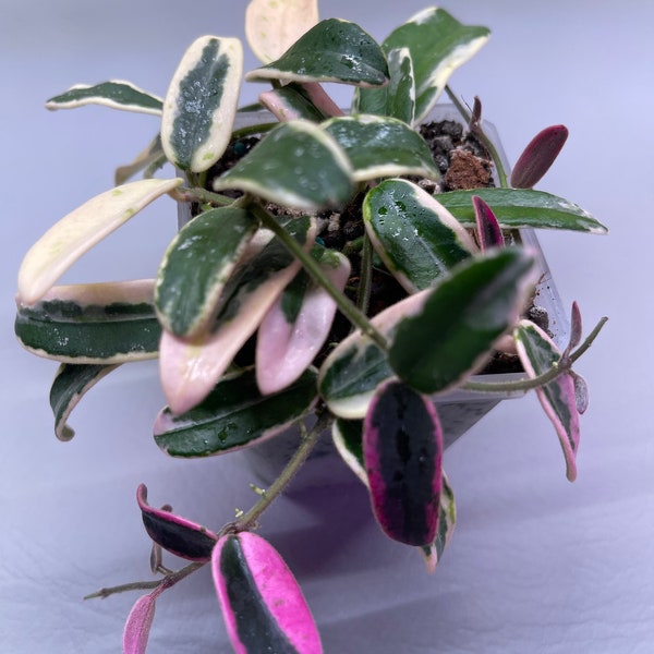 Hoya Lyi Prism - Etsy