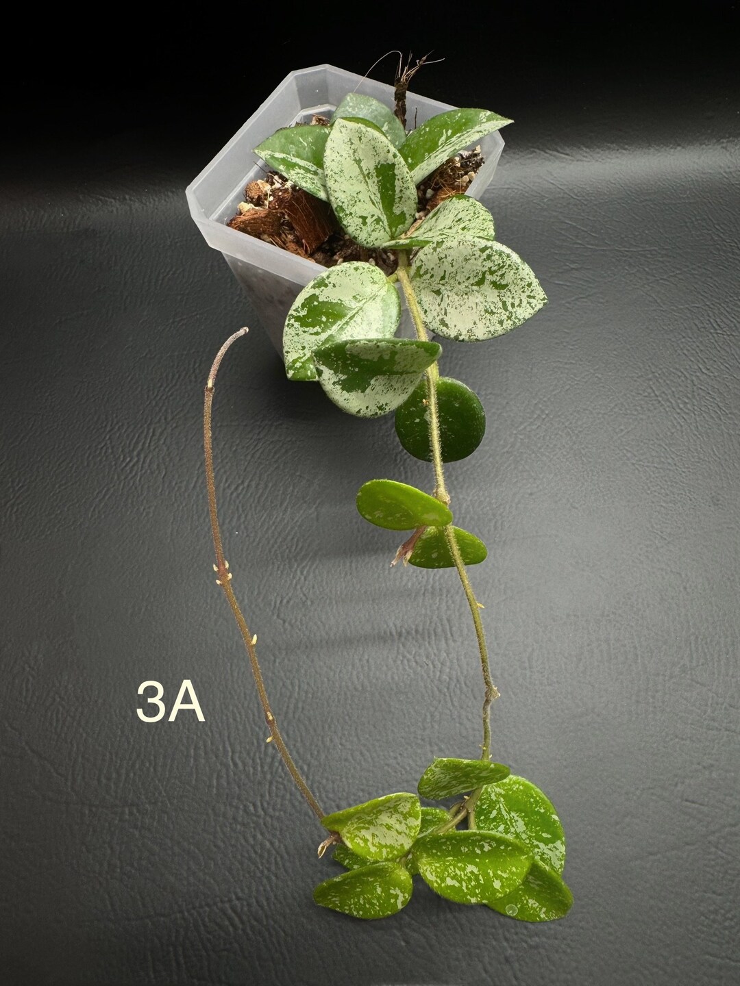 Hoya Mathilde Super Splash - Etsy