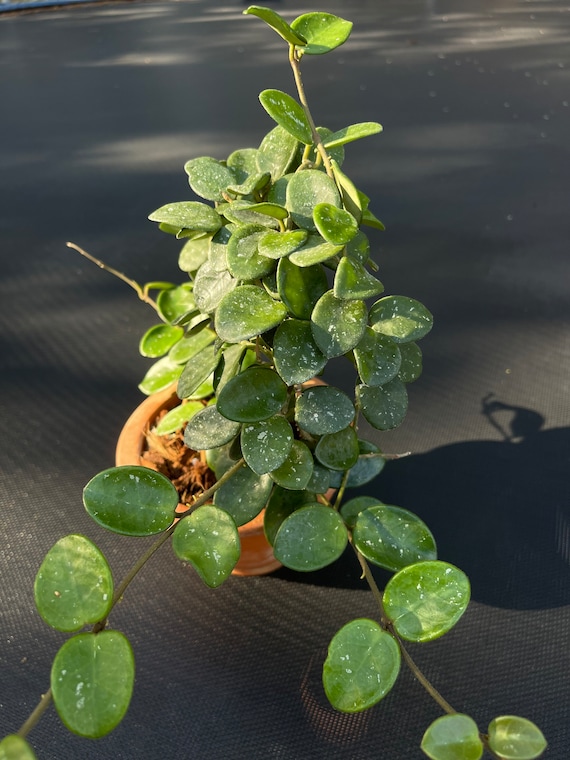 Hoya Mathilde Splash With Multiple Peduncle Flowering Size - Etsy
