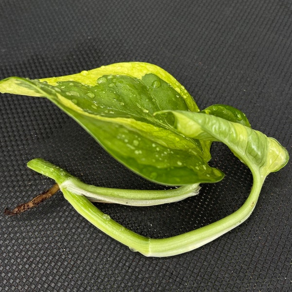 Pothos Lemon Meringue - Etsy