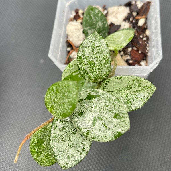 Hoya Mathilde - Etsy