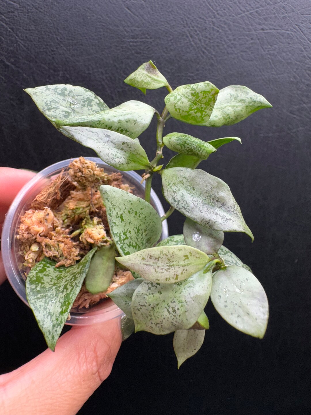 Hoya Leopard Skin - Etsy