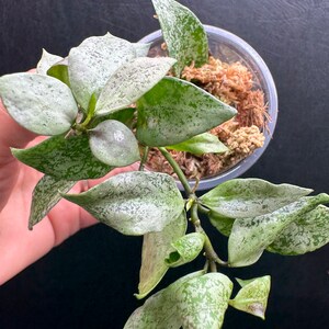 Hoya Leopard Skin - Etsy