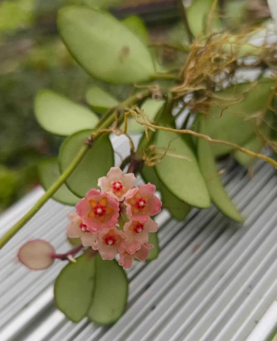 Extremely Rare HOYA 'NOONA' PINK/ Exact Plant / Live Plants Arrival ...