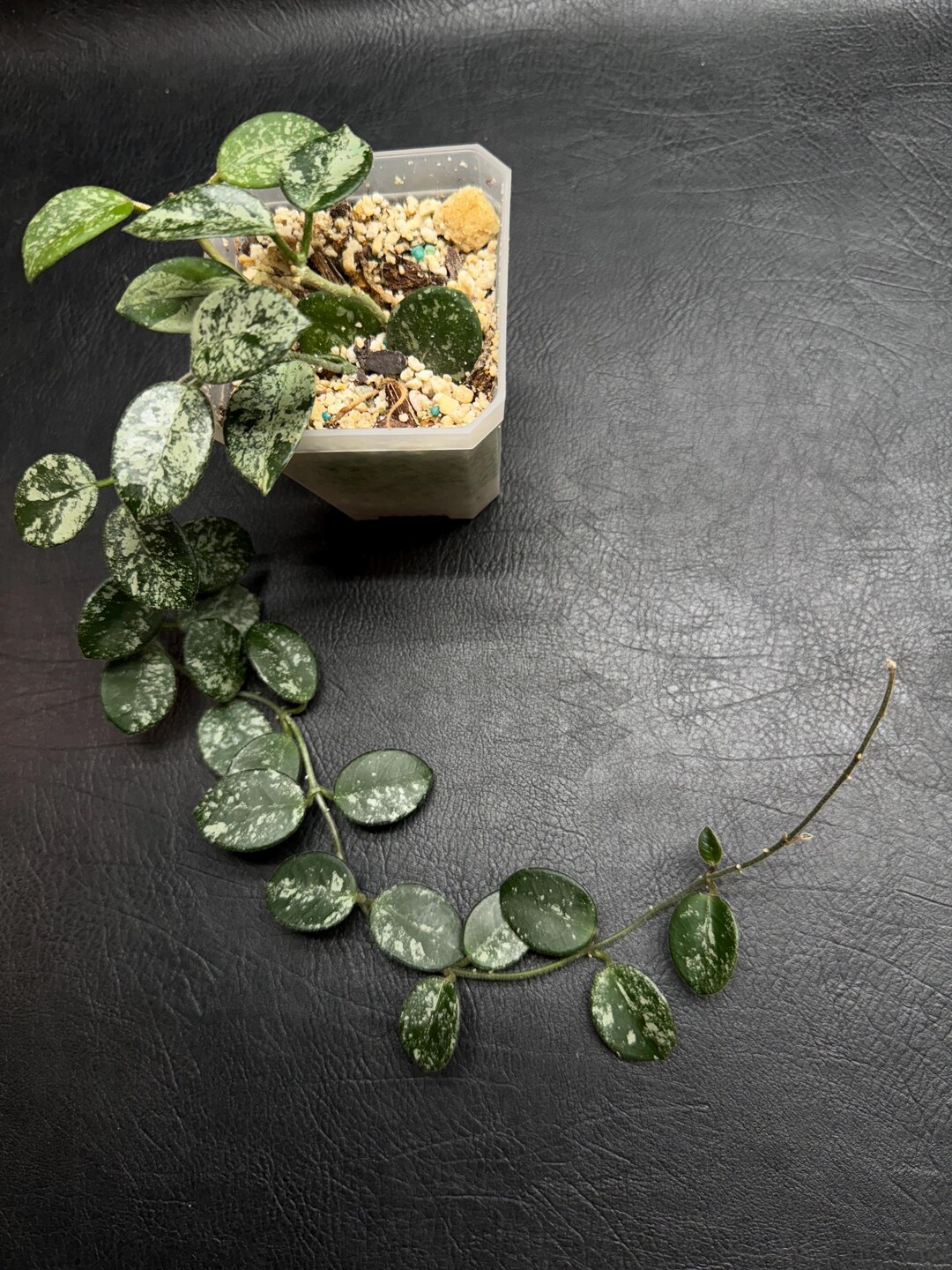 Hoya Mathilde Super Splash - Etsy