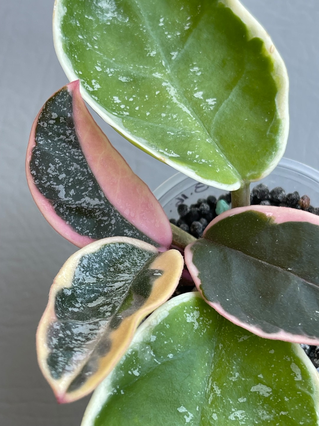 Super Rare Hoya Krimson Queen Silver/ Splash /splashy Hoya - Etsy