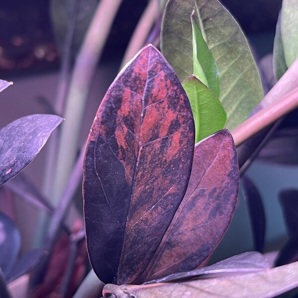 Variegated Zz Plant - Etsy