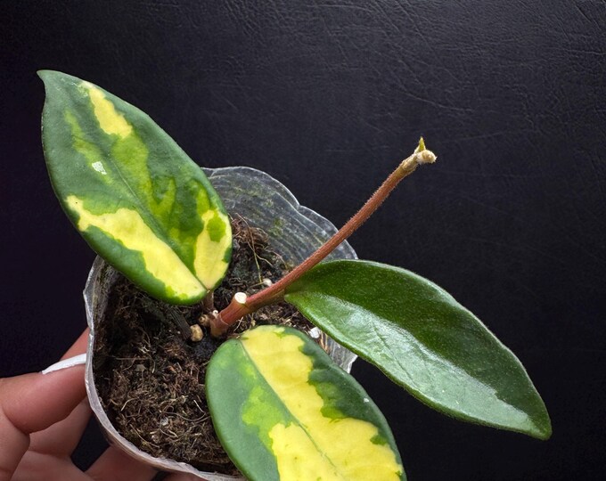 Super Rare-hoya Carnosa Marlea - Etsy