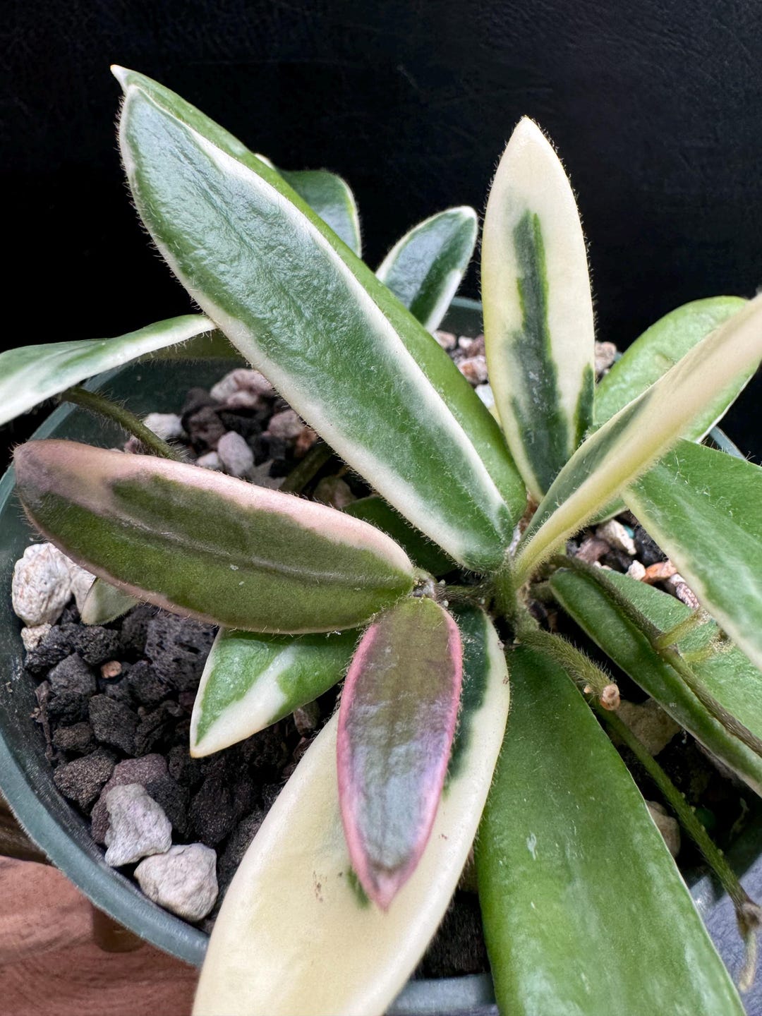 Hoya Lyi prism Pink multiple Growth and Super High Color Plant - Etsy