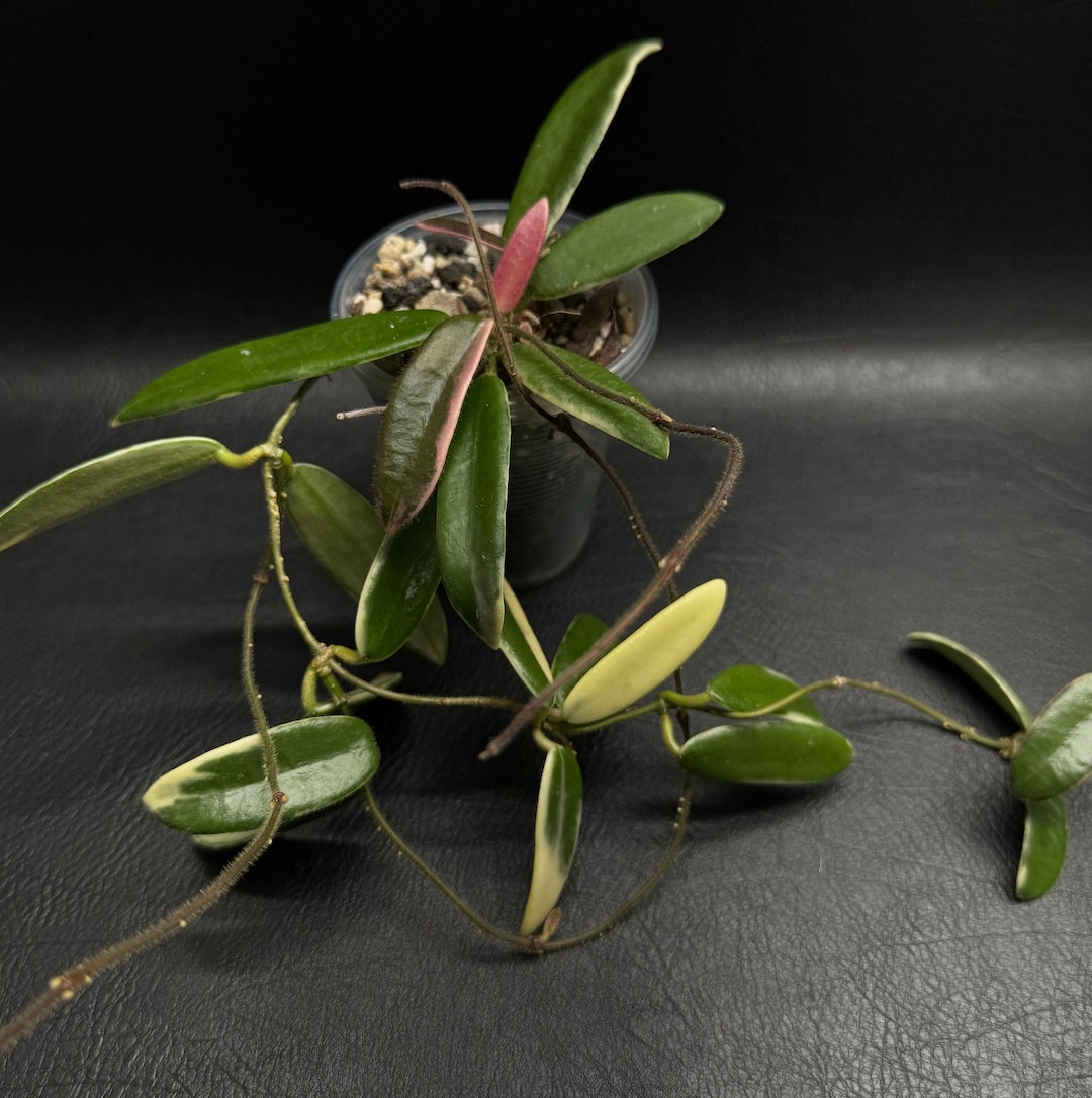 Hoya Lyi Prism Pink Flower Node Cutting With Live Plants Arrival ...