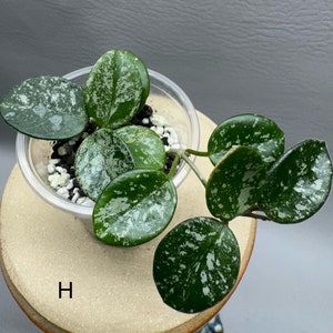 Hoya Mathilde Super Splash - Etsy