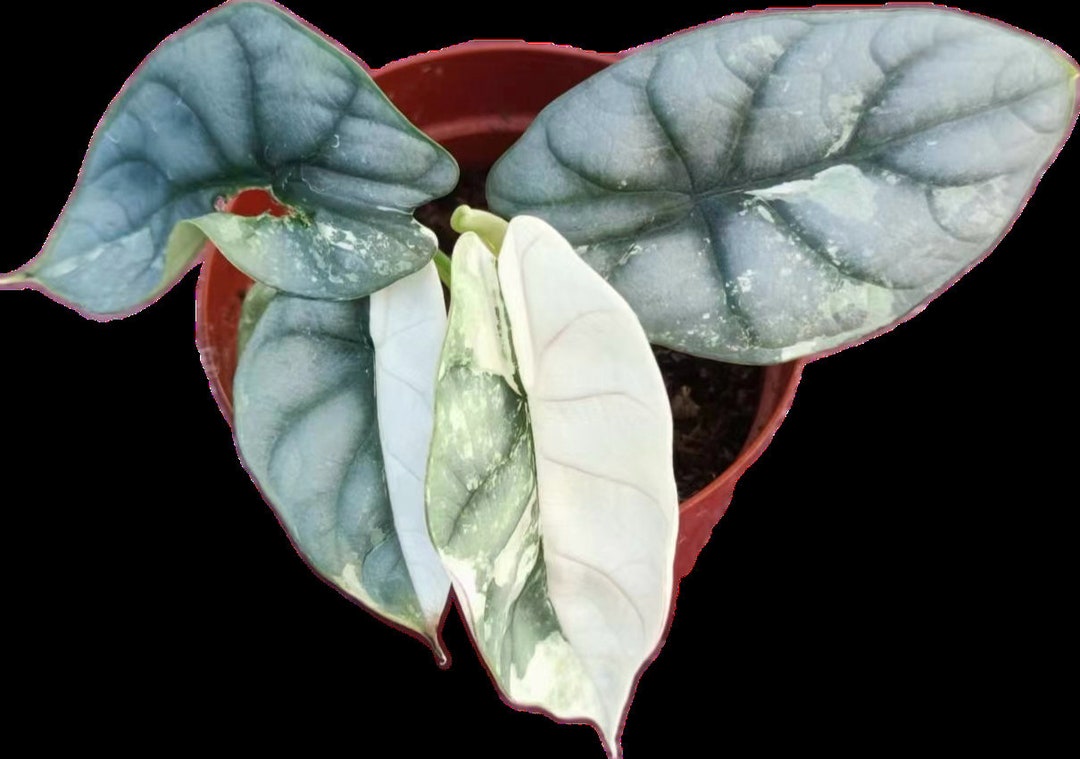 Super Rare Alocasia Silver Dragon Albo “corm”from High Color Mother ...