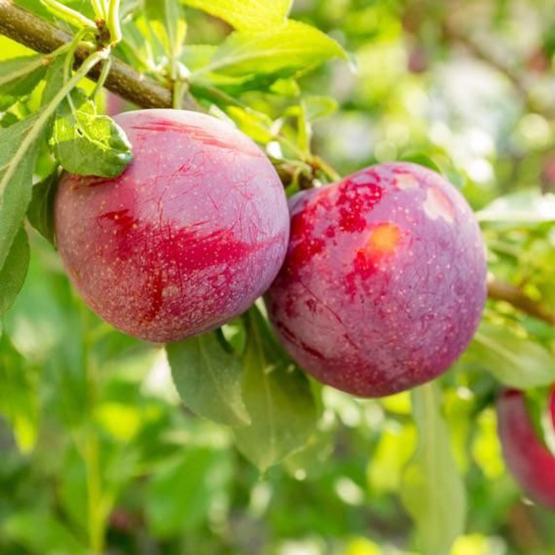 2 LIVE American Plum Trees 1 Ft Now Sweet White Blooms Purple Fruit ...