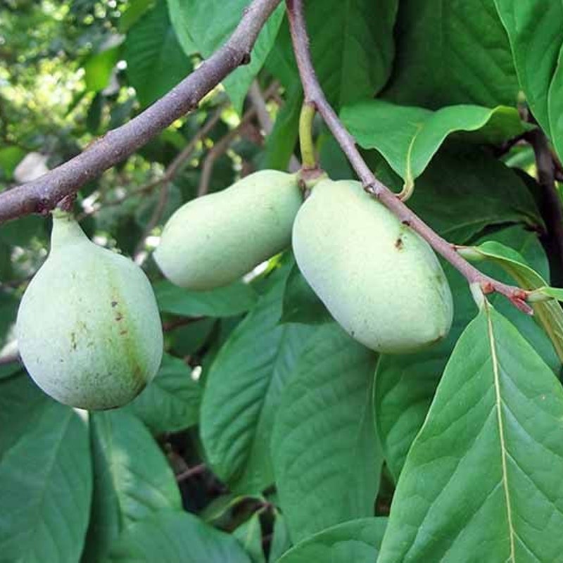 2 Plum Tree Live - Etsy