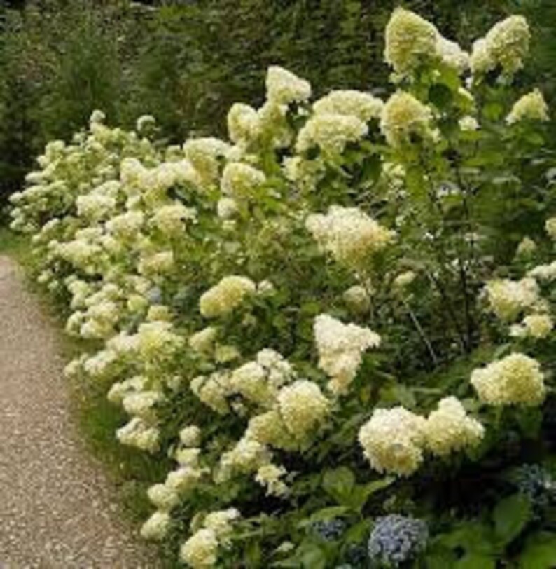 2 Pee Gee Hydrangea 12-18 Inches Ready to Plant Now ! - Etsy