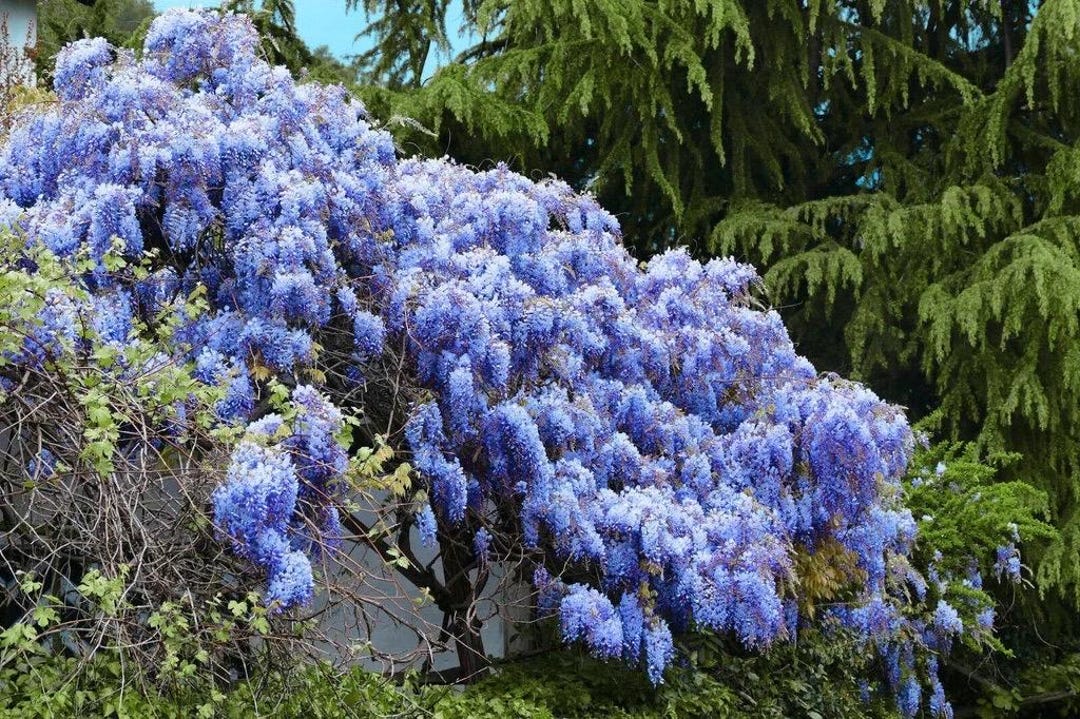 2 BLUE Chinese Wisteria Trees BEAUTIFUL Accent Trees Fragrant Flowers ...
