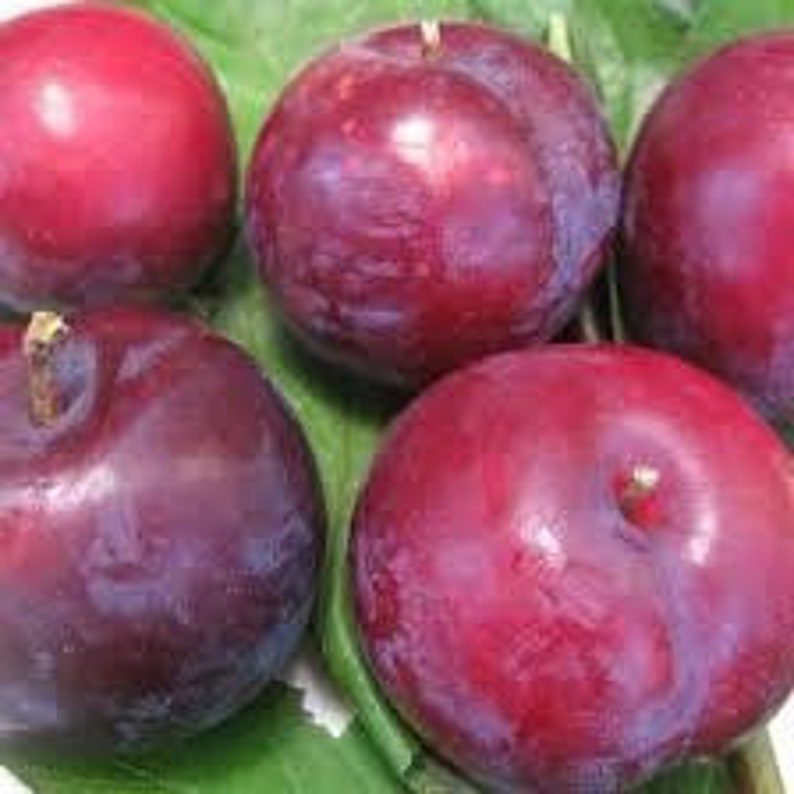 2 Red June Plum Trees 12-18 Inches LIVE Plant - Etsy
