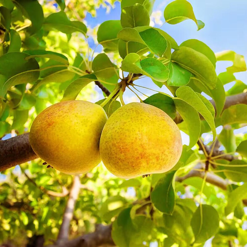 Pear - Etsy