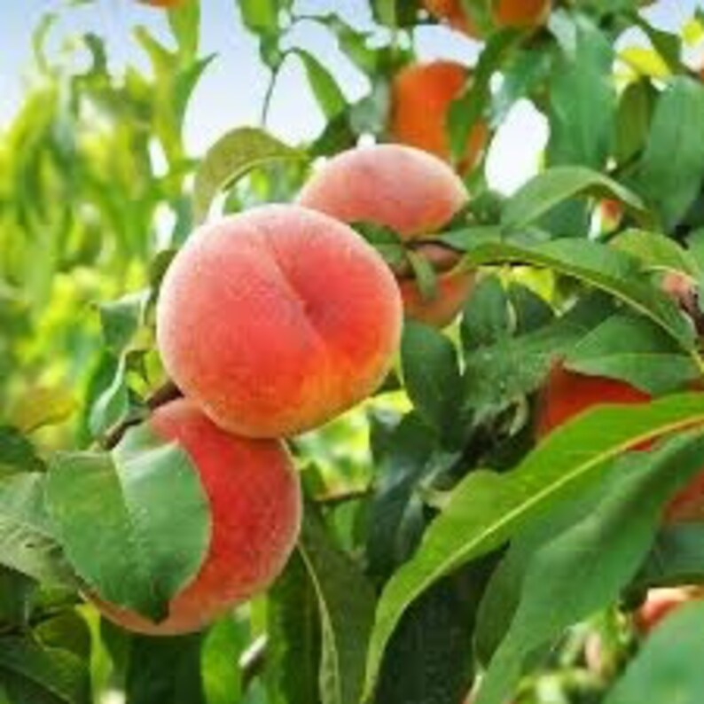 TWO Jonagold Peach Tree 1ft Now Self Fertile FREE Shipping! - Etsy