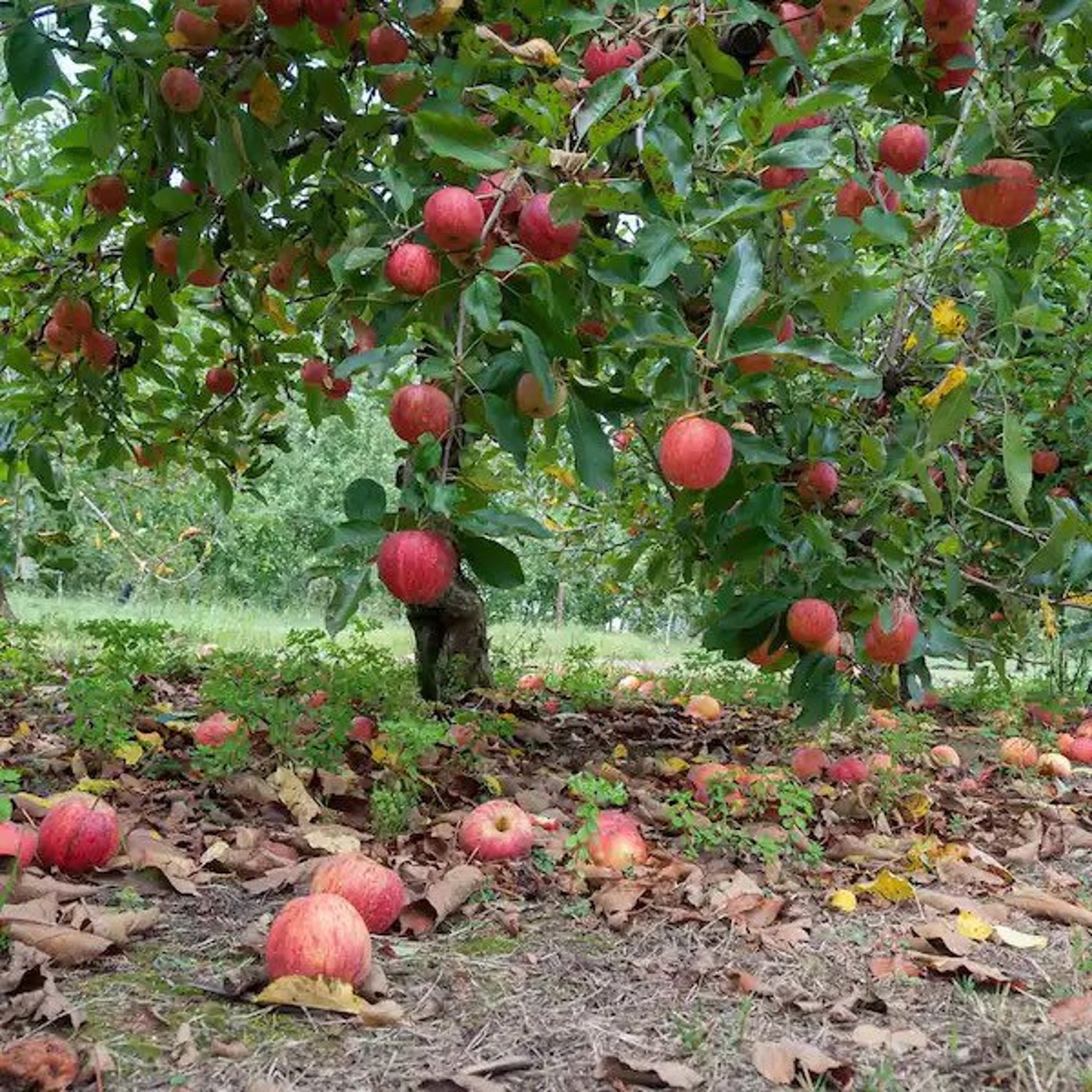 1 Fugi Apple Tree 2-3 Feet! - Etsy