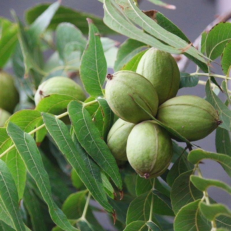 Pecan Tree - Etsy