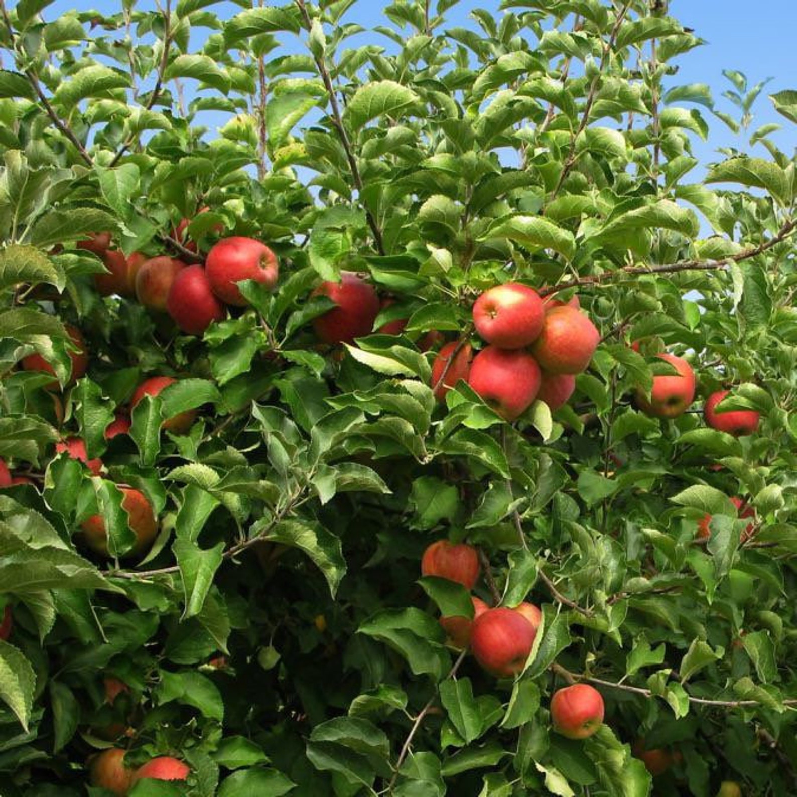 1 Fugi Apple Tree 2-3 Feet! - Etsy