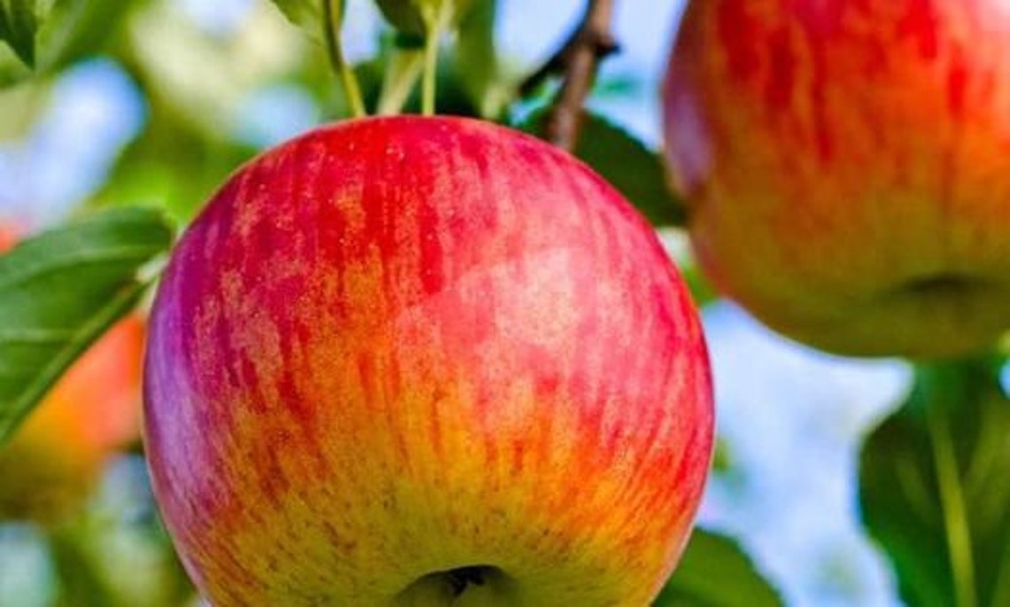 1 Fugi Apple Tree 2-3 Feet! - Etsy