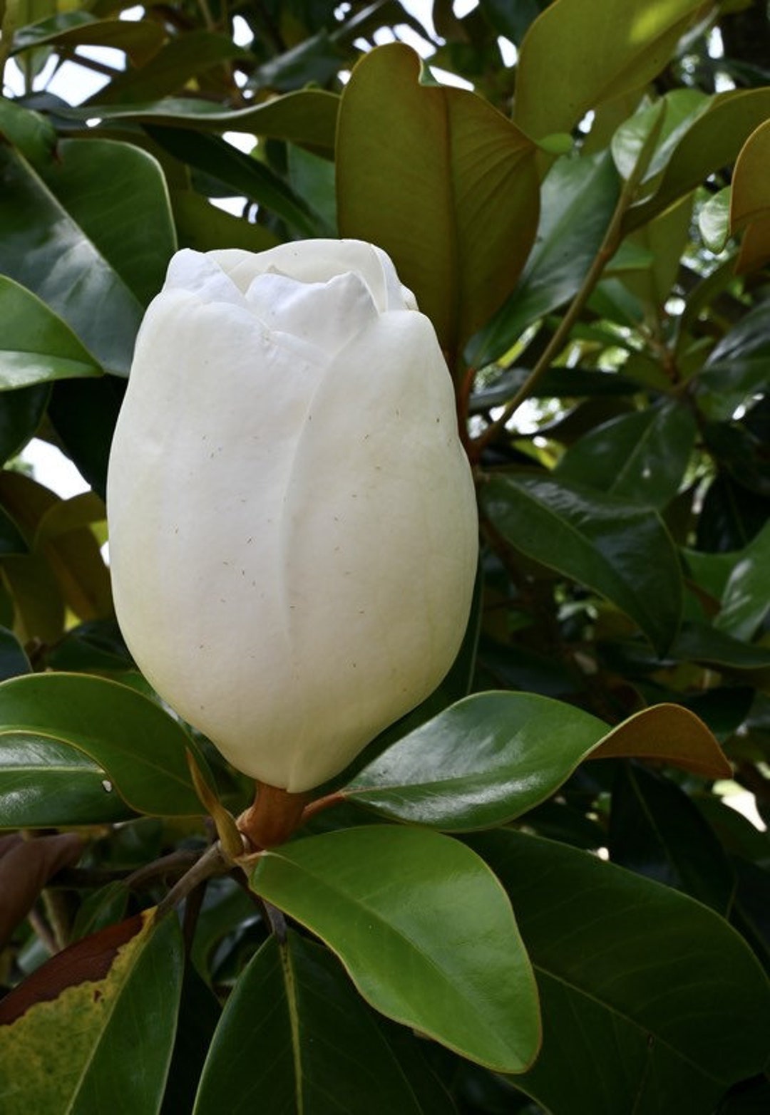 Sweetbay Magnolia Tree