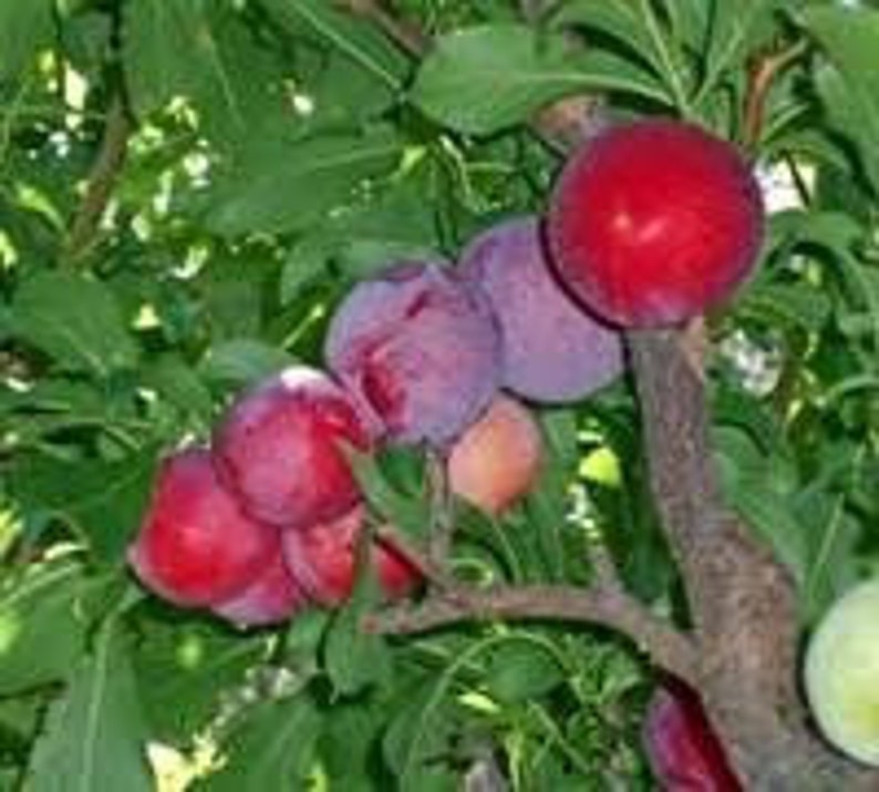 2 Red June Plum Trees 12-18 Inches LIVE Plant - Etsy