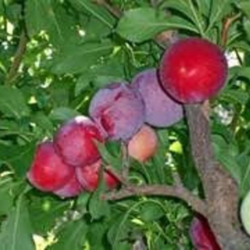 Dwarf Plum Tree - Etsy