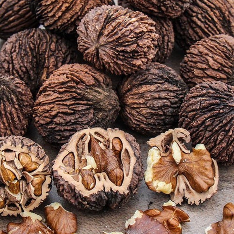 Black Walnut Shells - Etsy