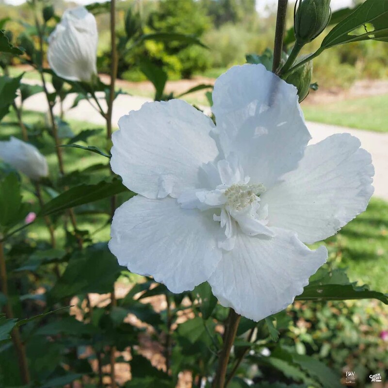 Rose of Sharon Plants - Etsy