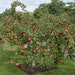 1 Fugi Apple Tree 2-3 Feet! - Etsy
