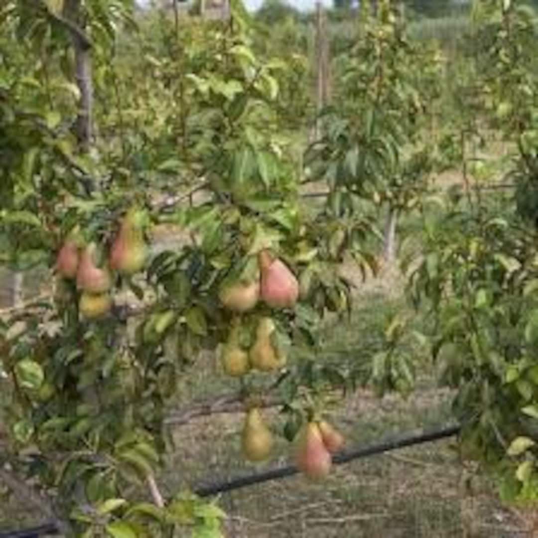1 Ayers Pear 12 18 Inches Ready to Plant Now - Etsy
