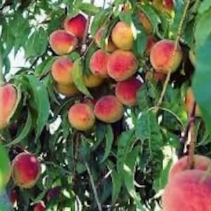 1 Alberta Peach LIVE Tree 2ft Ready to Plant Now - Etsy