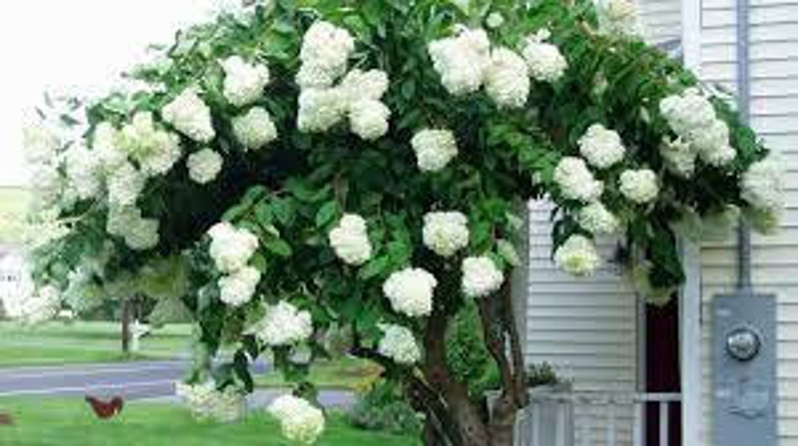 2 Pee Gee Hydrangea 12-18 Inches Ready to Plant Now - Etsy