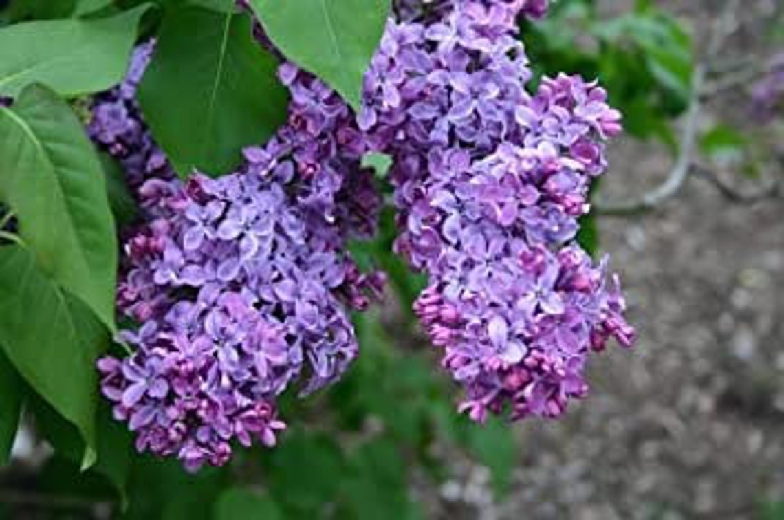 Fragrant Common Lilac Tree (18+ Inches), Purple Flowers – Pre-sale - Etsy